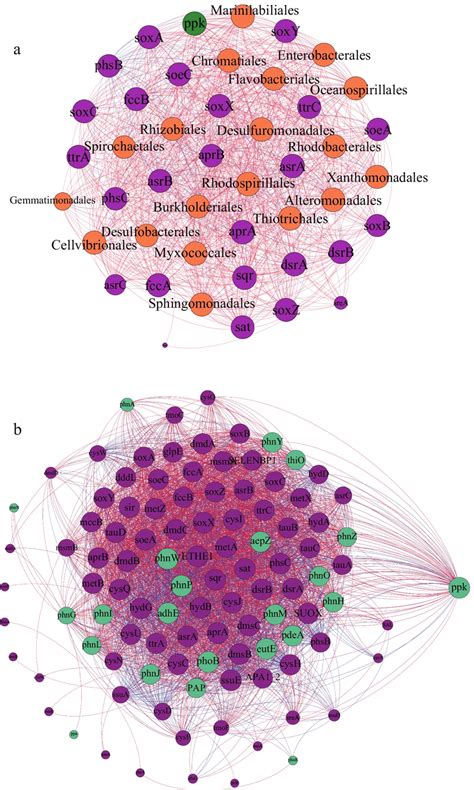 Network Visualization A The Functional Genes And Bacterial Taxa And