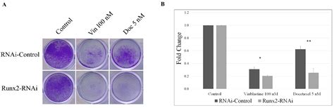 Cancers Free Full Text The Role Of Runx2 In Microtubule Acetylation