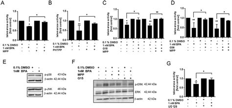 Effect Of Bpa Exposure On Er Gpr30 Erkpathway A D F Pbmc Were