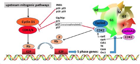 [pdf] Cyclin Dependent Kinases 4 6 Inhibitors In Breast Cancer Current