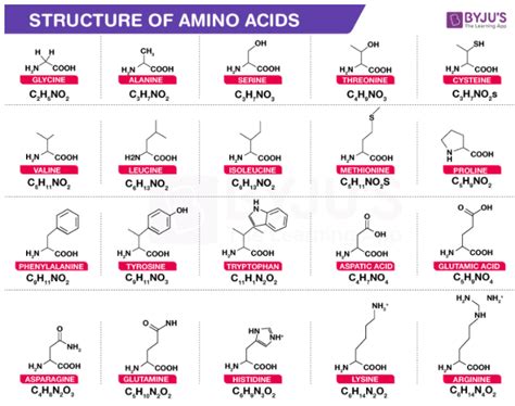 Amino Acid Structure Definition Structure Basicity Of Amino Acid
