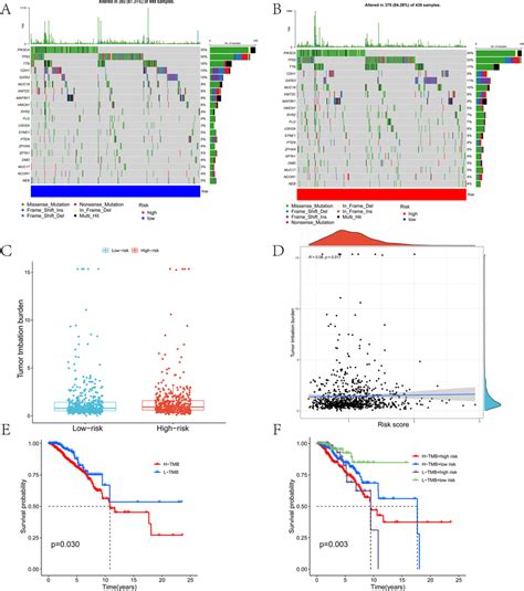 Tumour Somatic Mutation Analysis Between The High And Low Risk Scores