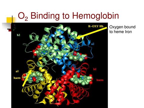 Ppt Myoglobin And Hemoglobin Powerpoint Presentation Free Download
