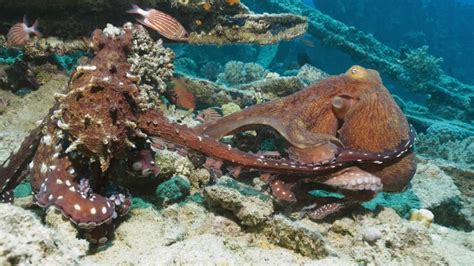 bbc earth how male octopuses avoid being eaten by hungry females