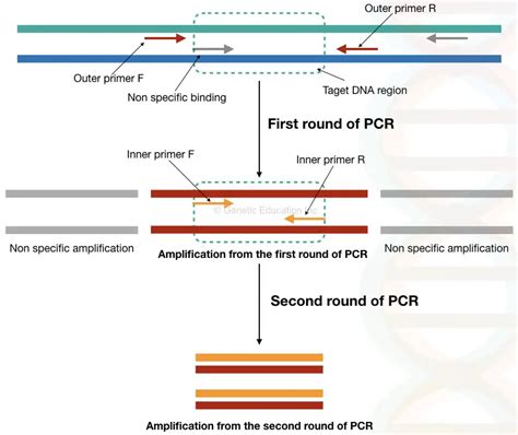 What Is Nested Pcr