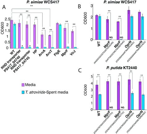 Rb Tnseq Validation Using Single Mutants Of P Simiae And P Putida In