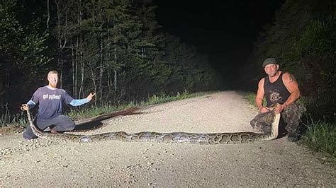 pythons might become a new menu item in florida if scientists can