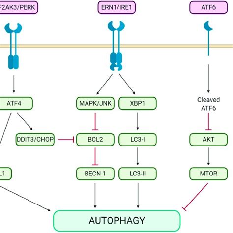Diagram Of The Autophagy Pathway Including The Convergence Of The
