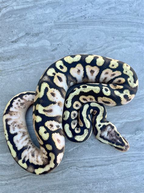 spotnose pastel calico ball python by brandonjames ball pythons