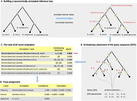 example illustrating the taxonomic assignment method