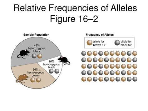 Ppt Biology Chapter 16 Powerpoint Presentation Free Download Id 813973