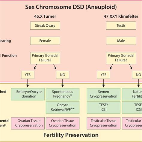 Options For Fertility Preservation In 46 Xx Dsd Optimise Therapy For