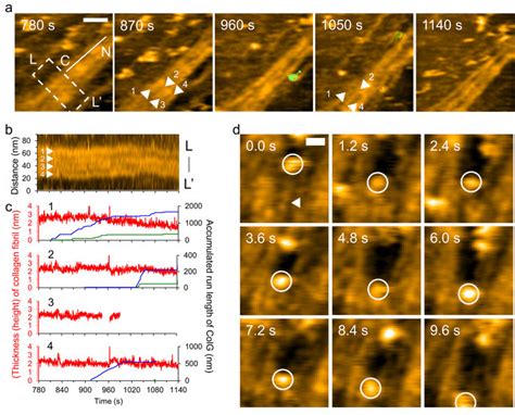 Hs Afm Imaging Of Minimal Collagen Fibril Degradation By Colg A
