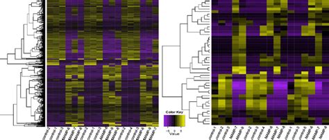 Heatmaps Of Differentially Expressed Genes Upon Mamp Treatment
