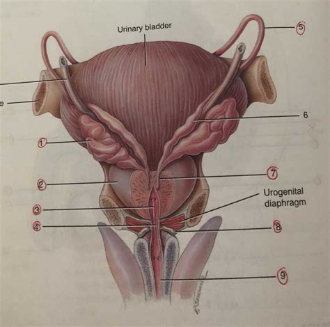 38 5 Male Reproductive Organs And Accessory Sex Glands Posterior View