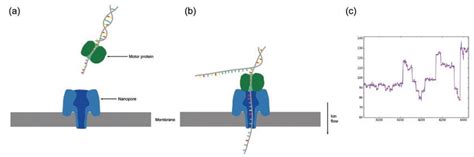 Schematic Of A Long Read Sequence Generated Using Nan
