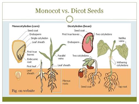 Monocot Seed Diagram Labeled Diagram Media
