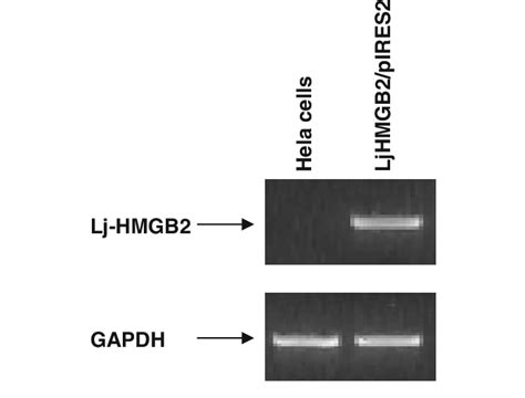 Lj Hmgb2 Mrna Expression In Transfected Hela Cells Pcr Showing Levels