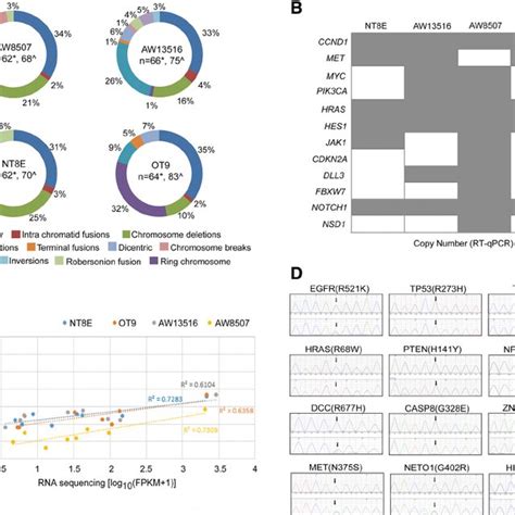 Genomic Alterations Identified In Hnscc Cell Lines A Chromosomal