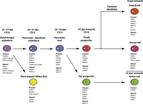 Transcription Factors To Define Different Cell Types And Stages Of