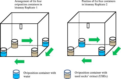 Oviposition Choice Bioassay Design The Oviposition Containers Were