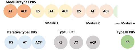 The Structure Of Different Types Of Pkss The Classification Of Pkss Is