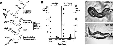regulation of sex specific differentiation and mating behavior in c