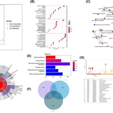 Functional Analysis Of Differential Genes Between Model Group And Avp