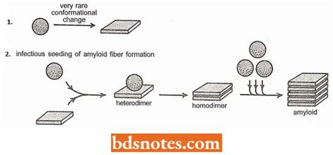 Post Translational Modifications Of The Protein Bds Notes
