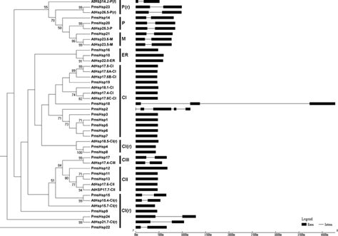 Phylogenetic Trees And Exon Intron Structures For Pmshsp And
