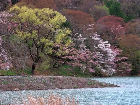 ホテル周辺の散りゆく桜（2023年04月08日 土 ☀ Om D M1Ⅲ） 小彼岸桜のズクなし写真ブログ