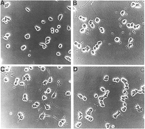 Effect Of Hbgf 2 On Pc12 Neurite Outgrowth Pc12 Cells Were Plated On