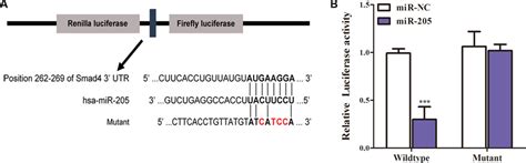 Mir 205 Reduces Smad4 Expression By Directly Targeting Its 3′ Utr A