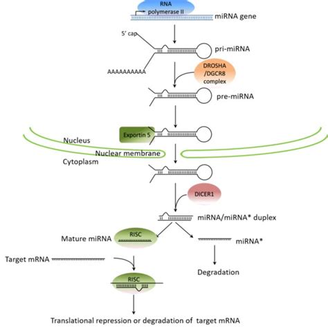 Pdf Role Of Mirna In Lung Cancer Potential Biomarkers And Therapies