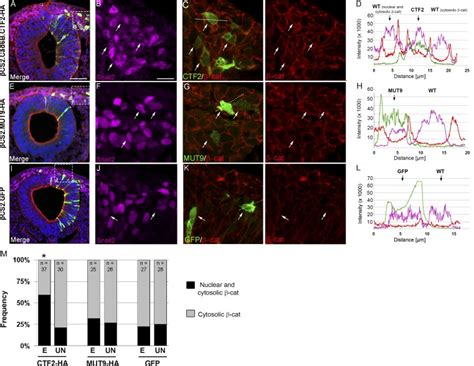 Cadherin 6b Proteolysis Promotes The Neural Crest Cell Epithelial To