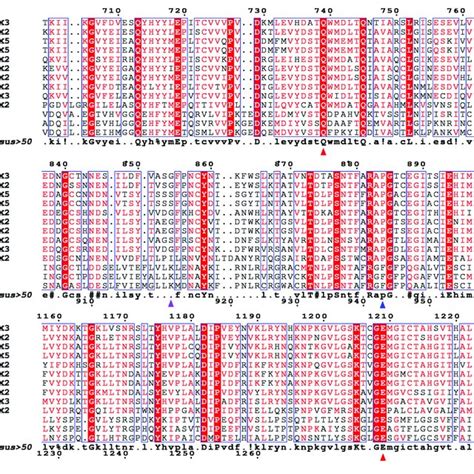 Fragment Of A Multiple Sequence Alignment Between Vertebrate And