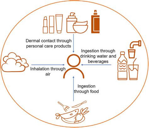Common Routes Of Human Exposure To Environmental Microplastics And