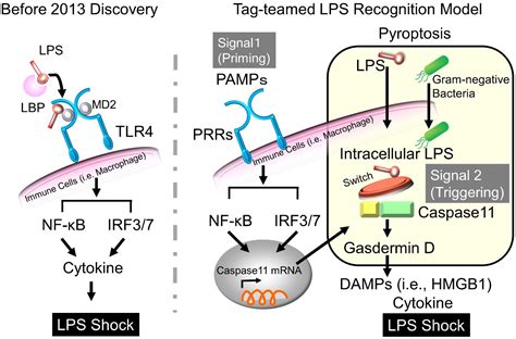Ijms Free Full Text Targeting Cytokines Pathogen Associated
