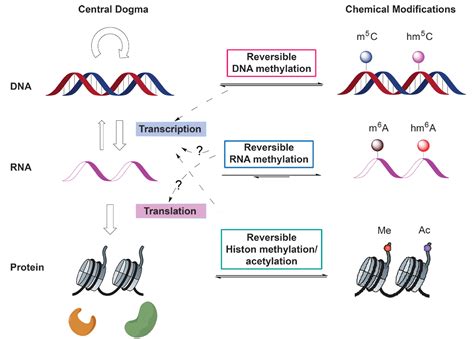 Glen Report 26 21 Reversible M 6 A Rna Modification