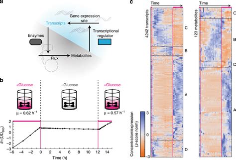 Dynamic Metabolomics And Transcriptomics During The Growth Starvation