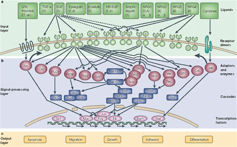 Main Erbb Signaling Pathways From The Example Of The Egfr Egfr And