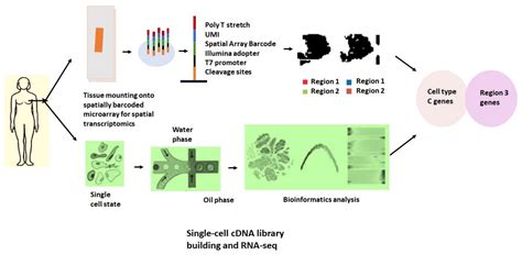Ijms Free Full Text Single Cell Rna Sequencing With Spatial