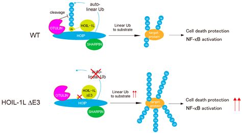 Cells Free Full Text Biochemistry Pathophysiology And Regulation
