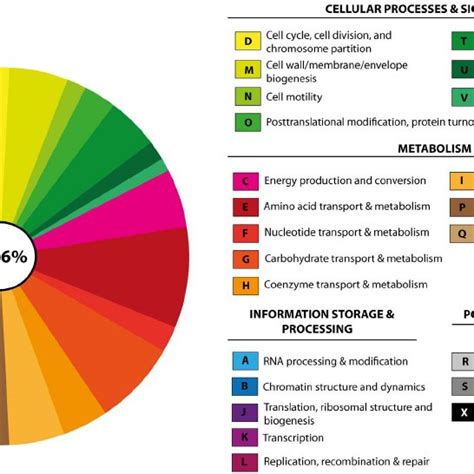 Functional Classification Of Protein Coding Genes In Ucmb5113