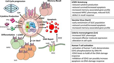 Functions Of The Pd1pdl1 Pathway On T Cells Differential Fates Of