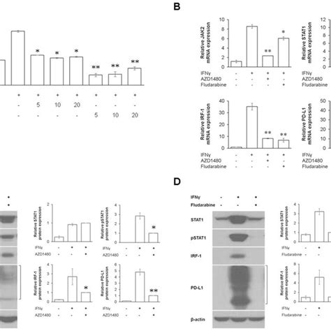 Ifnγ Induced Jak2 Stat1 Irf 1 Pd L1 Signaling Is Inhibited With Azd1480