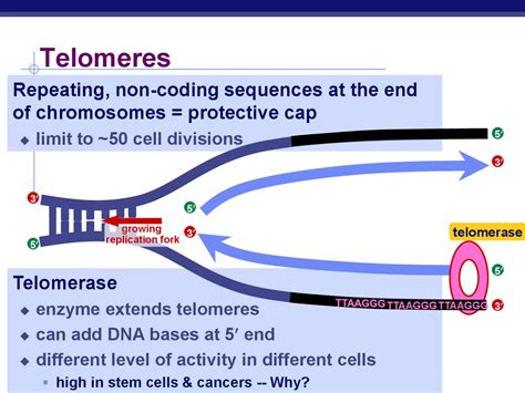 telomerase dna synthesis direction explanation