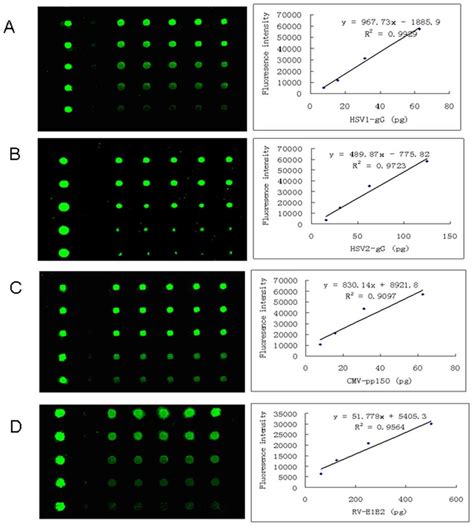 Calibration Curves Of Fluorescence Intensity And Concentrations Of Four