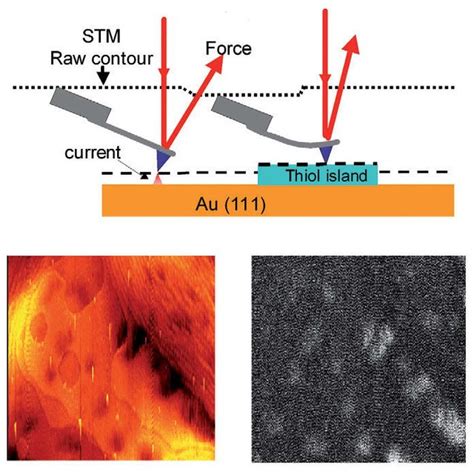 A Schematic Of An Afm Tip Scanning Over A Surface Of Au Covered With