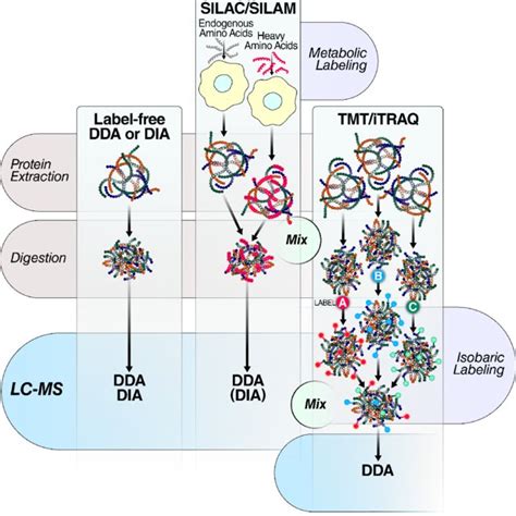 Overview Of Various Comprehensive Quantitative Proteomics Workflows